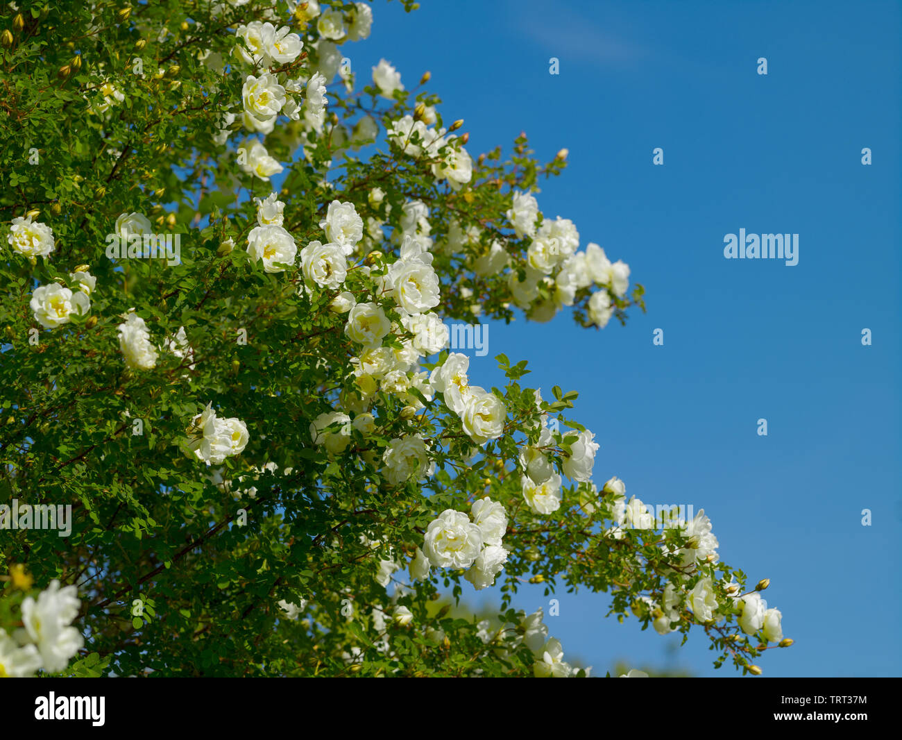 Sweet briar rose hedge hi-res stock photography and images - Alamy