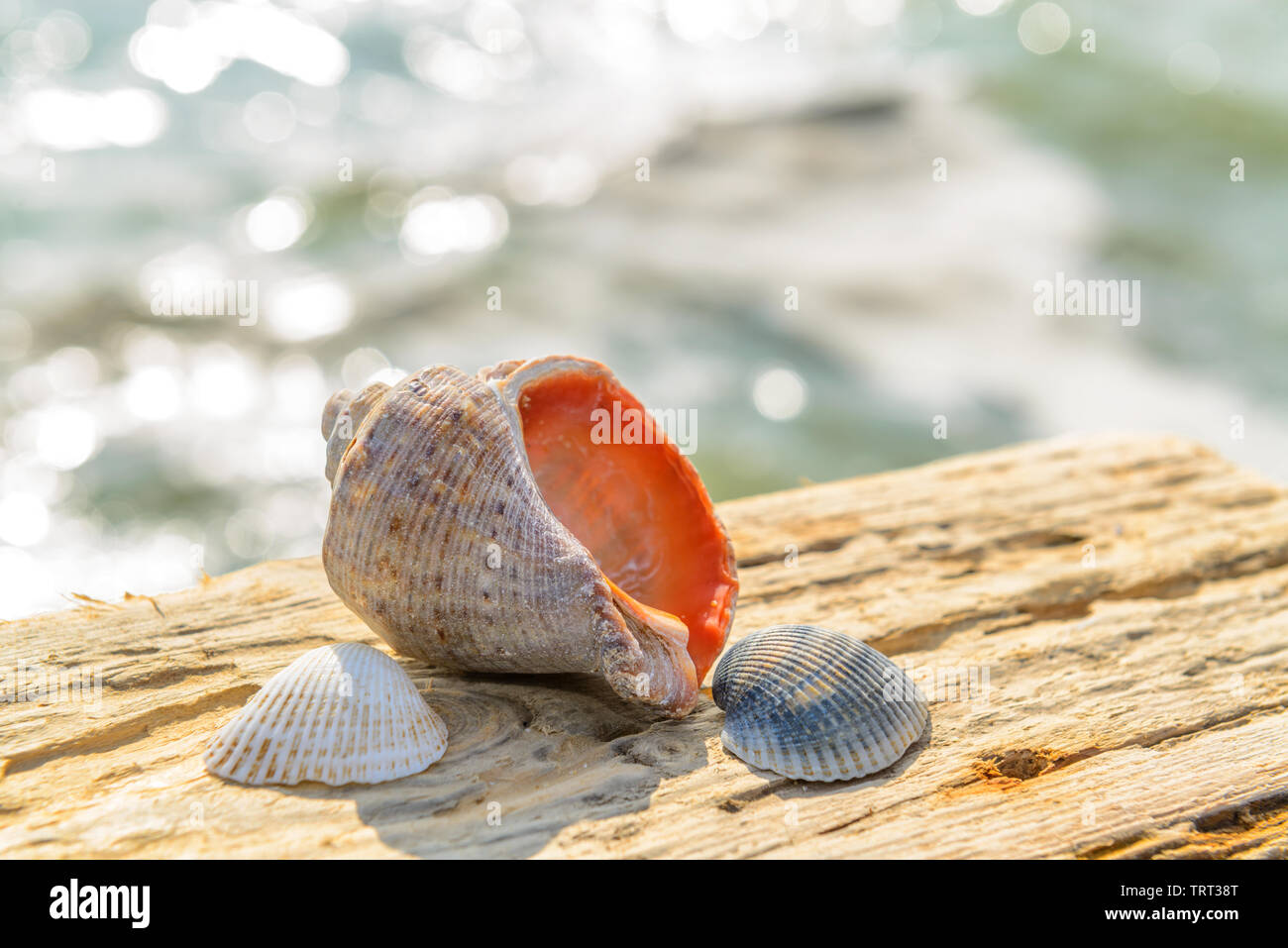 Sea shells on the aged wood board. Sunny day at the sea Stock Photo - Alamy