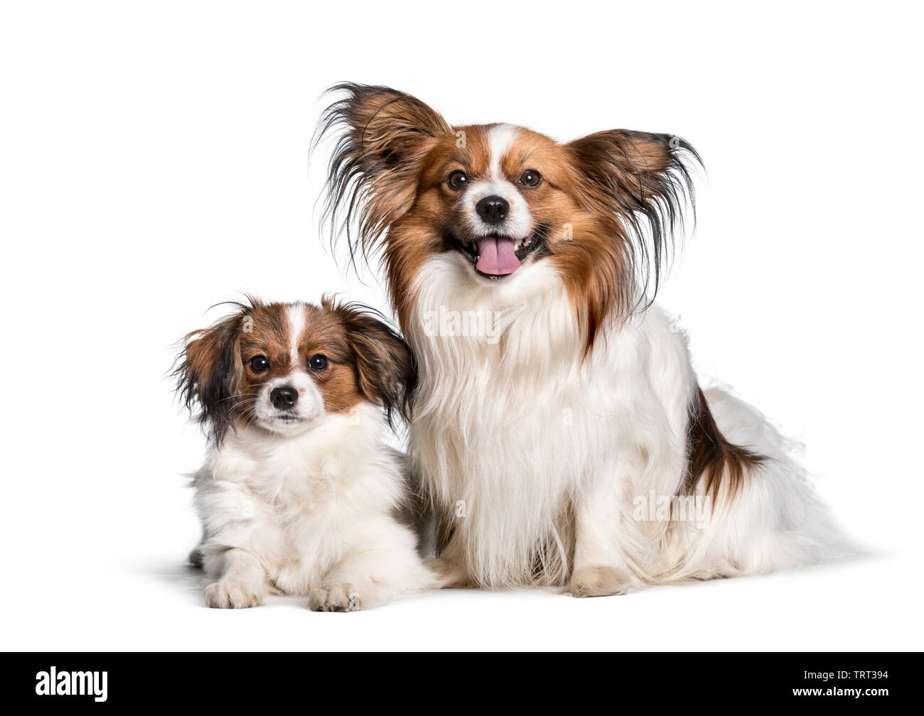 Mother of the puppy hi-res stock photography and images - Alamy