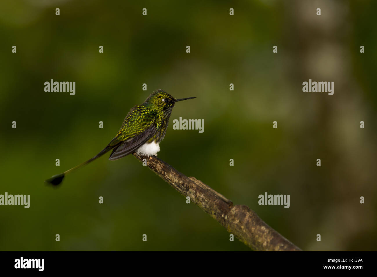 White-booted Racket-Tail in subtropical rain forest that covers the ...