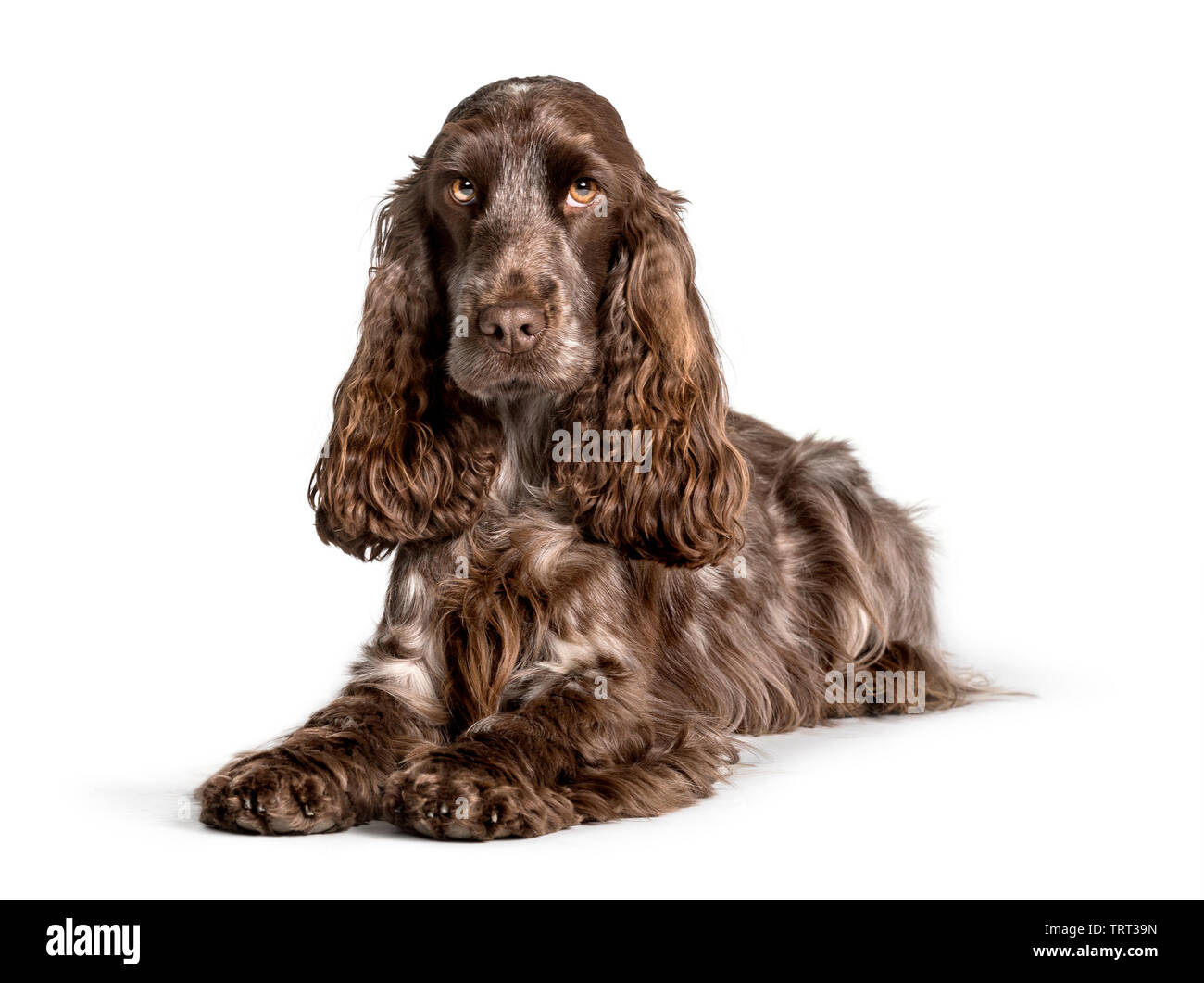 Cocker looking at camera against white background Stock Photo - Alamy