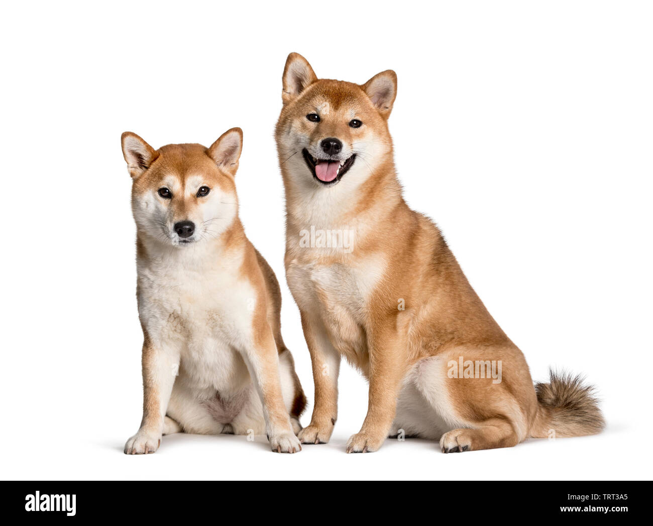 Shiba Inus sitting against white background Stock Photo - Alamy
