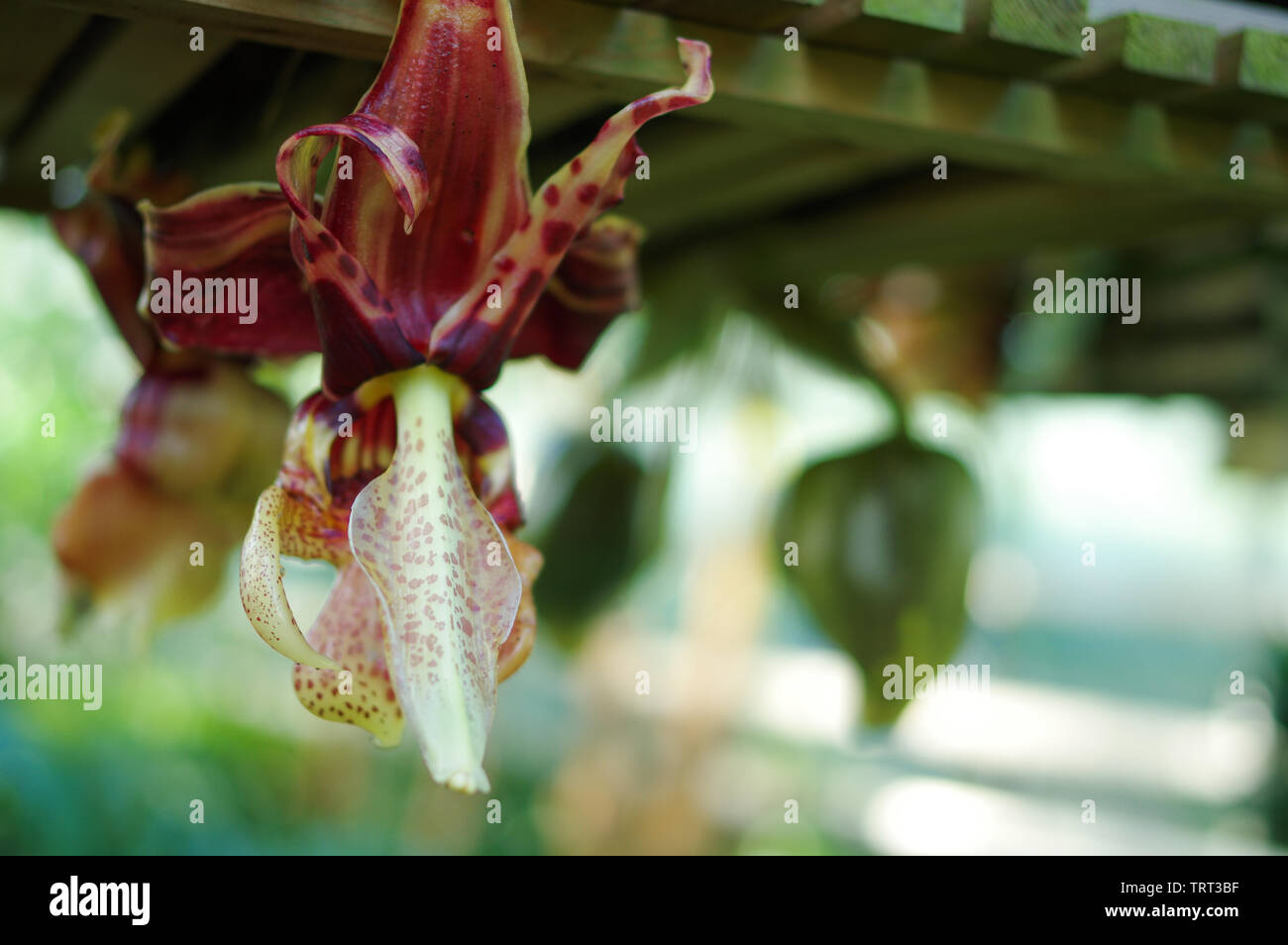 Orchid finland detail hi-res stock photography and images - Alamy