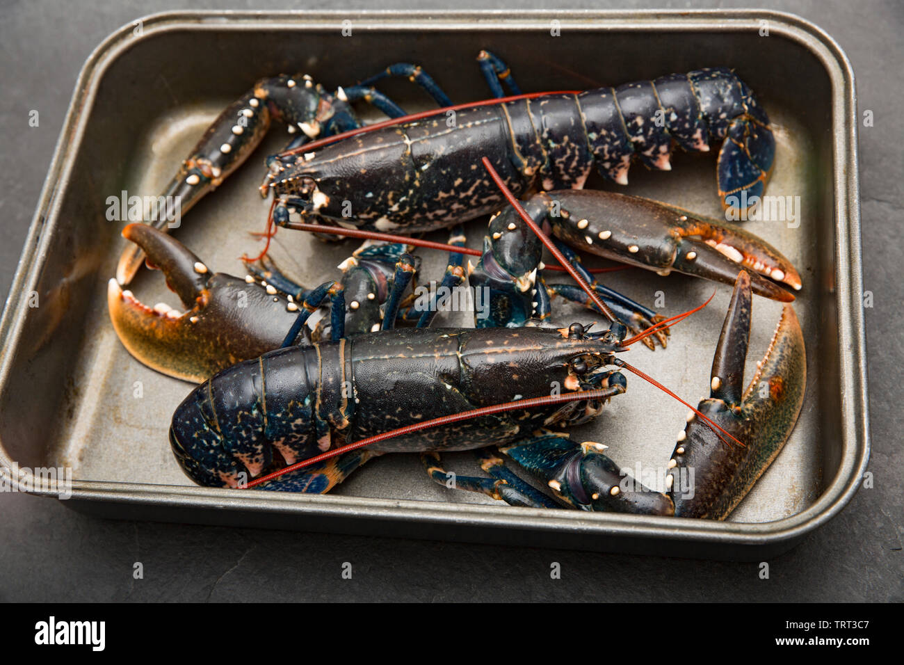 Girl Crush Lobster