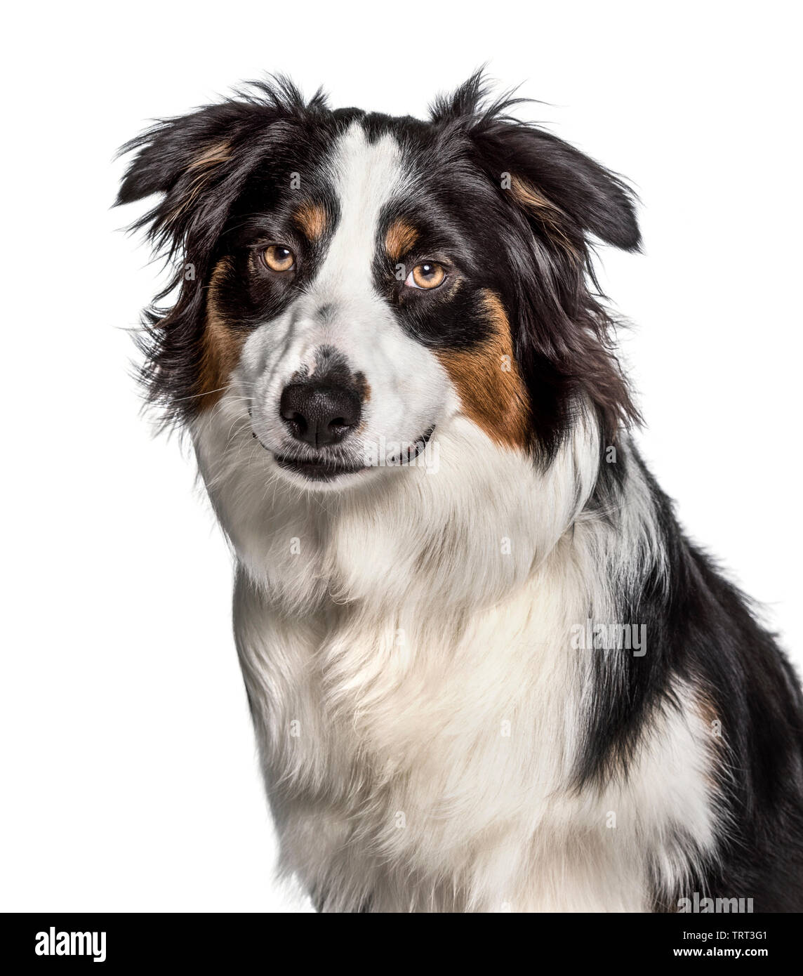 Australian Shepherd looking at camera against white background Stock ...
