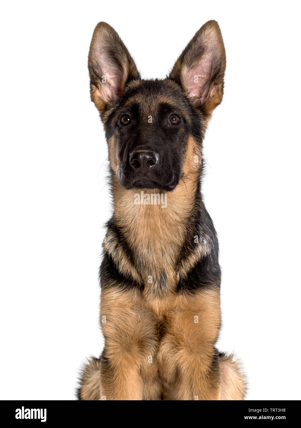 German Shepherd looking at camera against white background Stock Photo ...