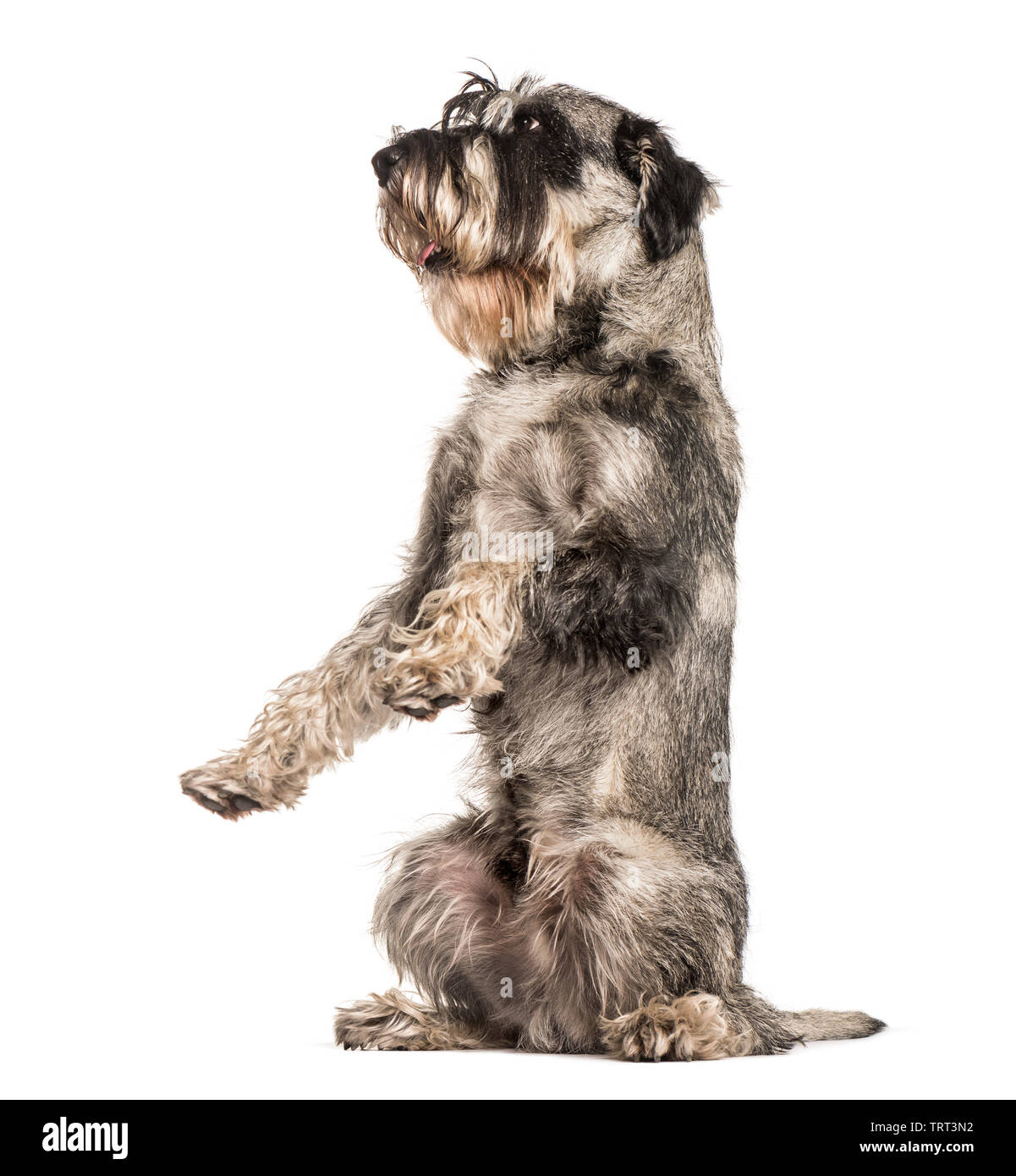 Standard Schnauzer sitting against white background Stock Photo - Alamy