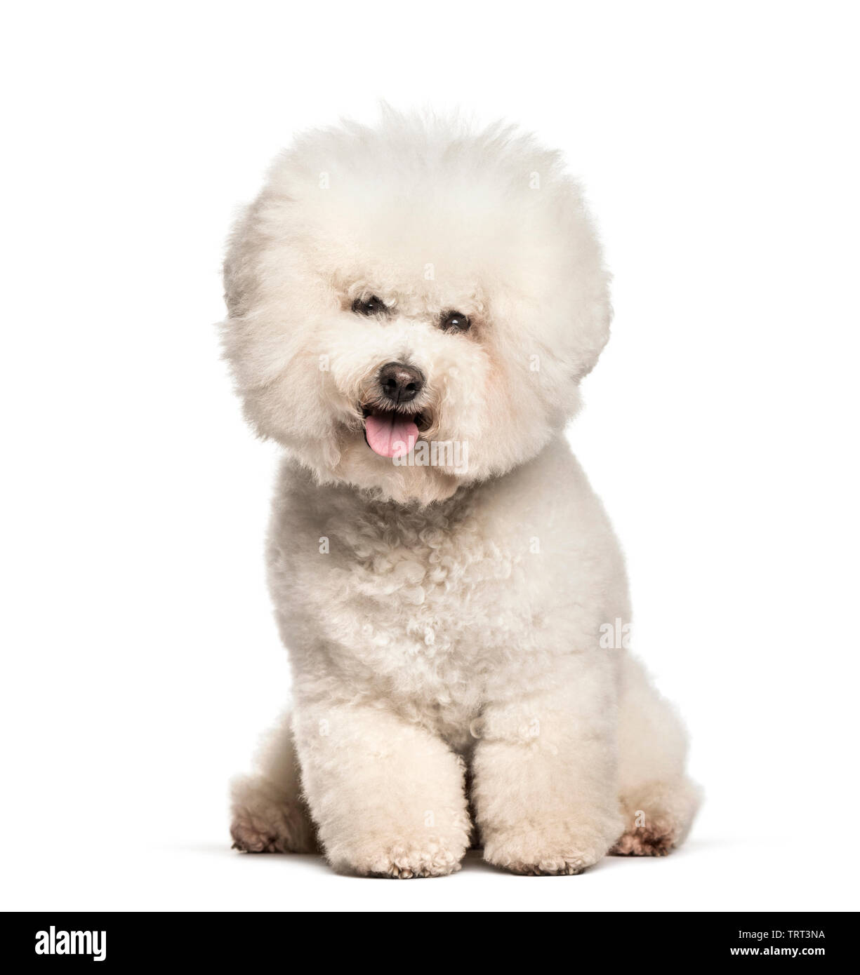 Bichon Frise sitting against white background Stock Photo - Alamy