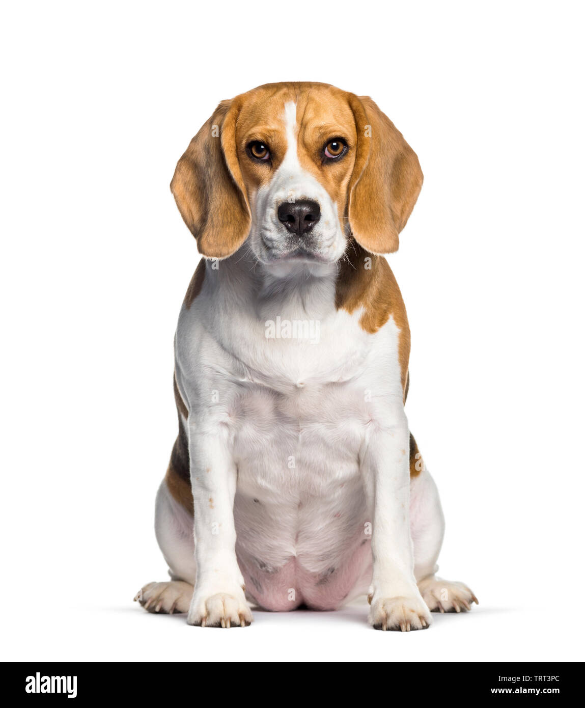Beagle sitting against white background Stock Photo - Alamy