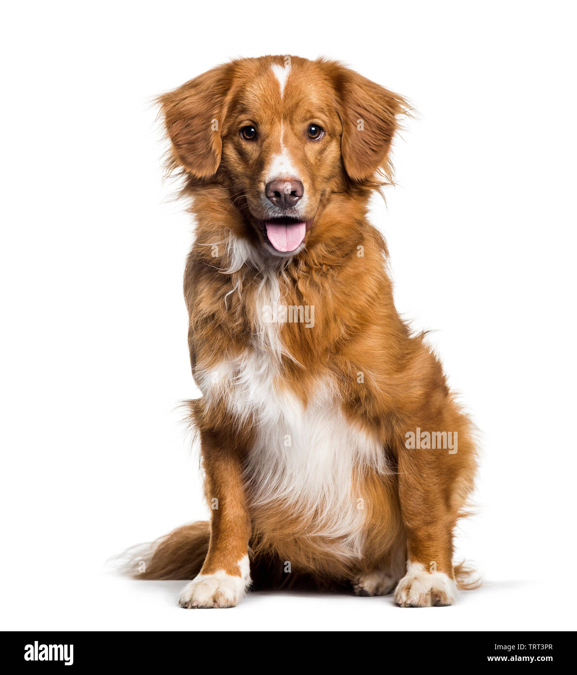 Sitting toller hi-res stock photography and images - Alamy