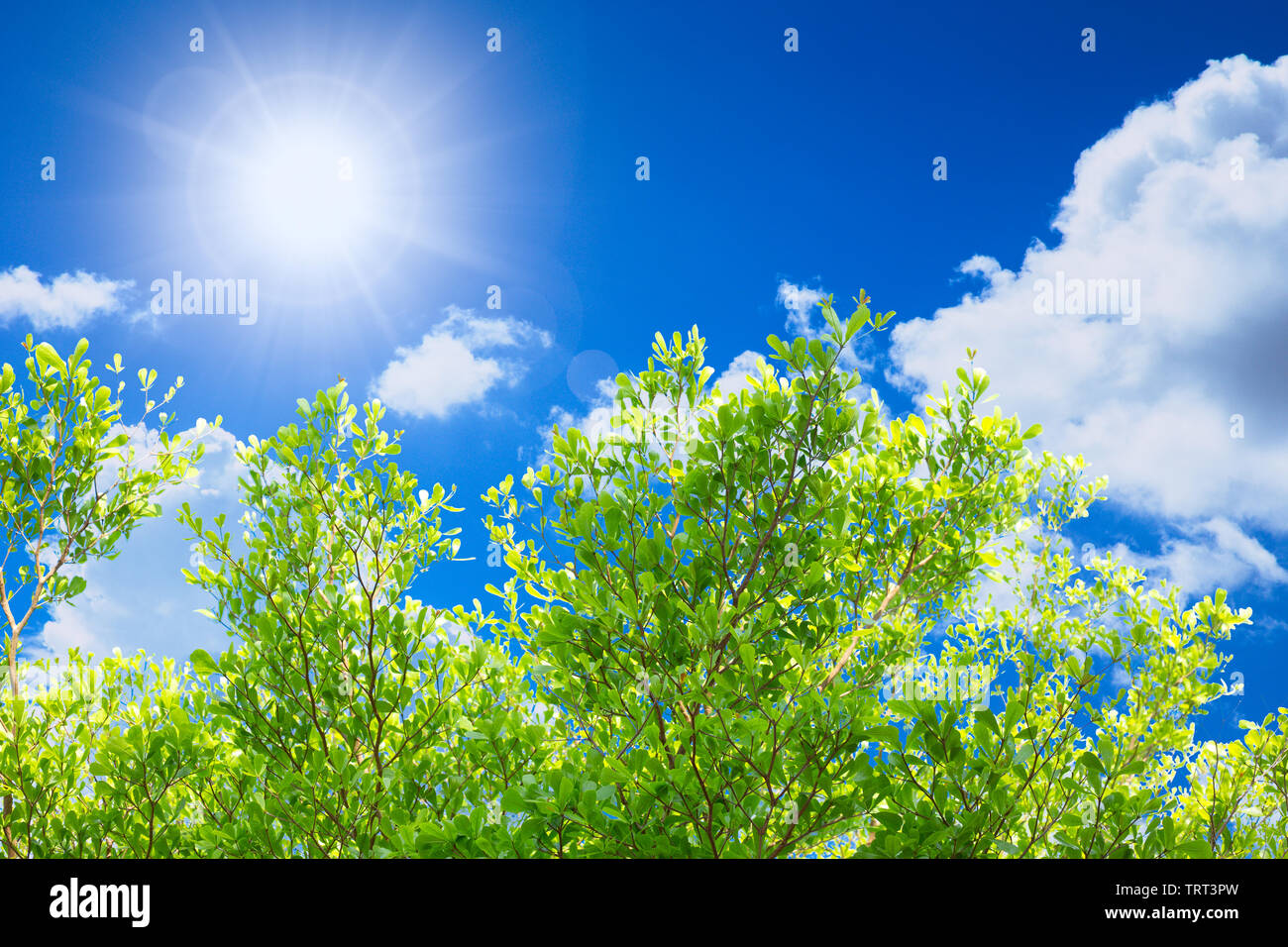 Green tree nature against beautiful blue sky cloud sunny day for good ...