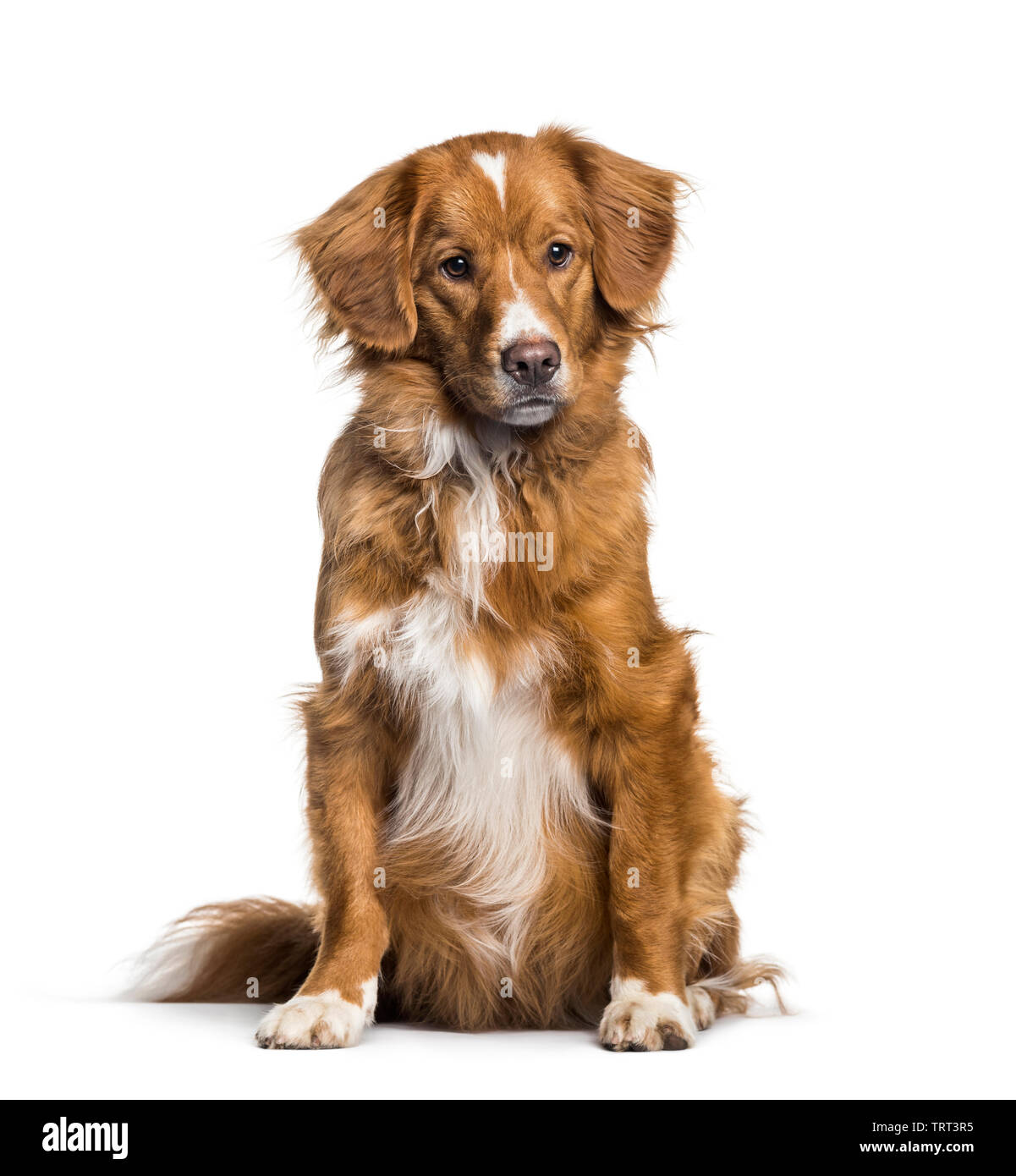 Sitting toller hi-res stock photography and images - Alamy