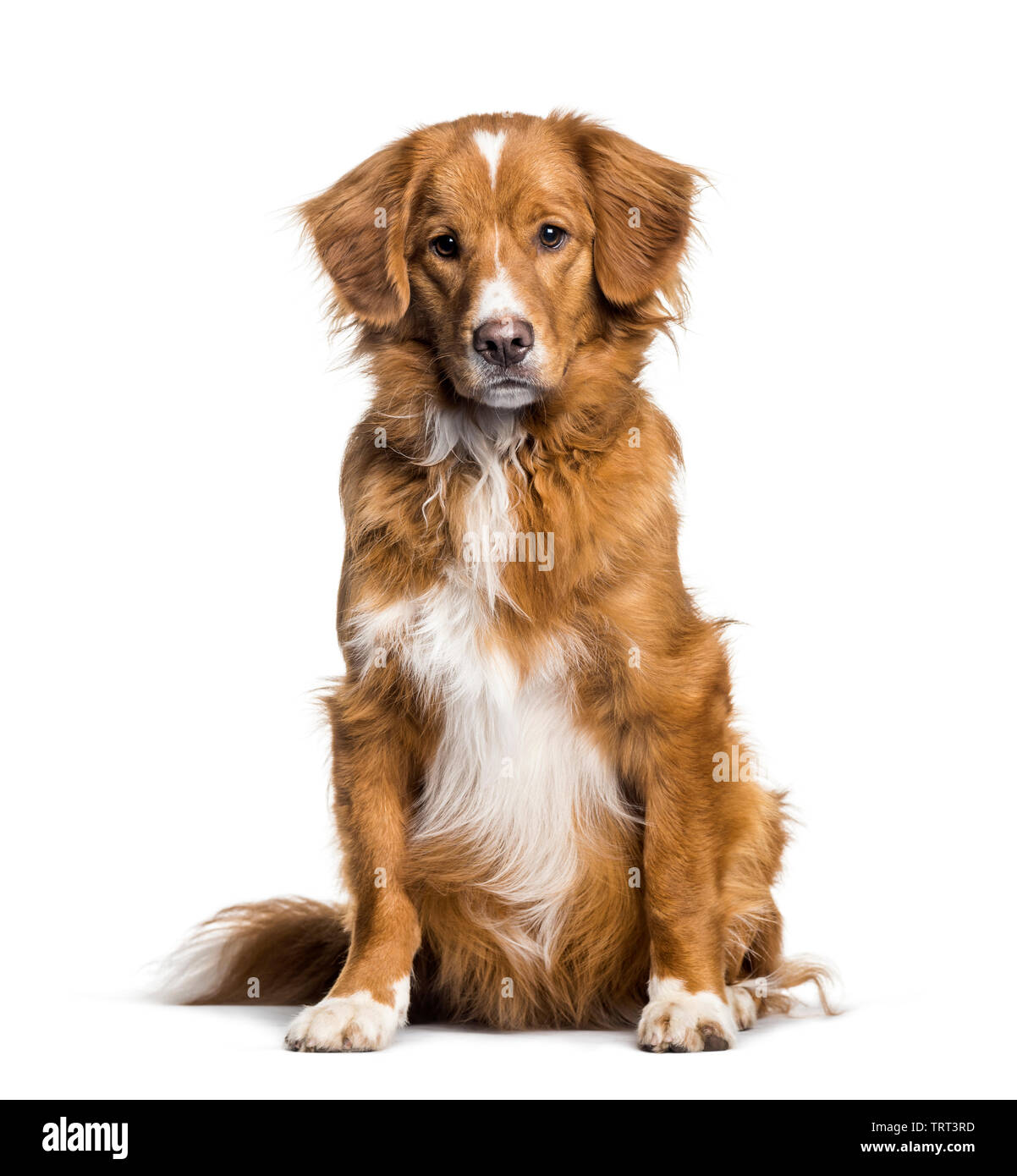 Sitting toller hi-res stock photography and images - Alamy