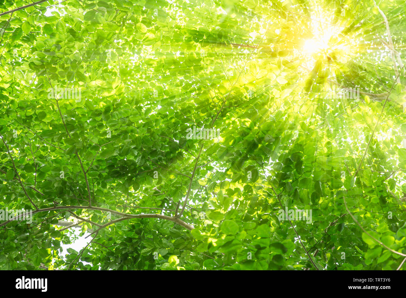 Green tree with sun light rays through beautiful fresh nature ...