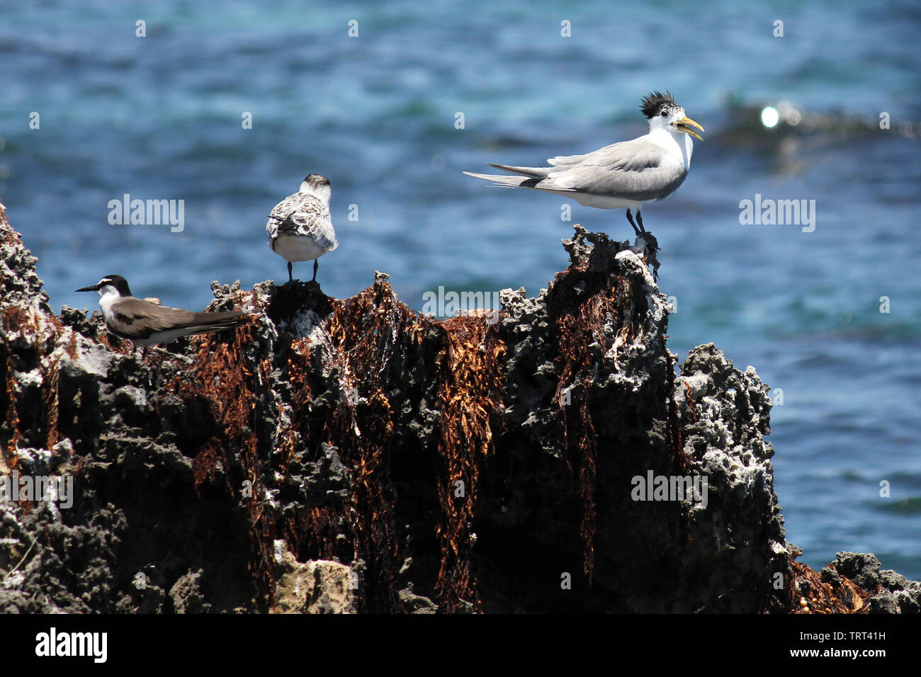 Shoalwater bay islands nature reserve hi-res stock photography and ...