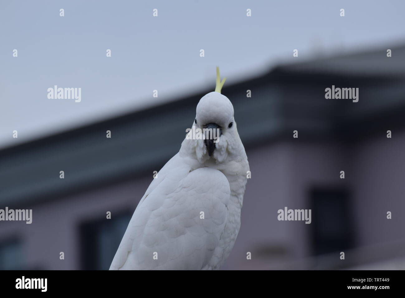 Common australian cockatoo hi-res stock photography and images - Alamy