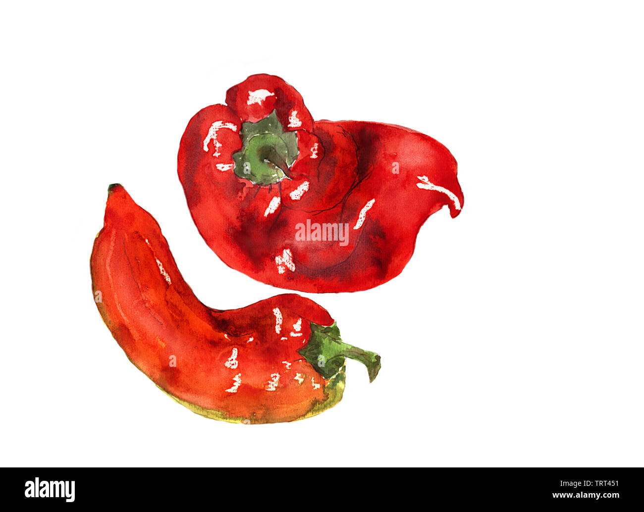 Watercolor hand drawn sketch illustration of red pepper on white ...