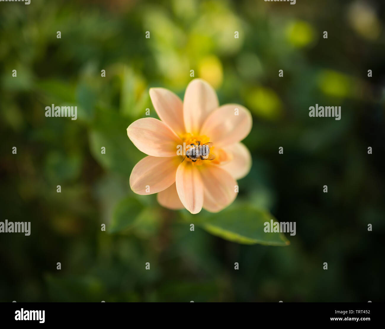 Bumble bee feeds on Cosmos flower. Selective focus with super shallow ...