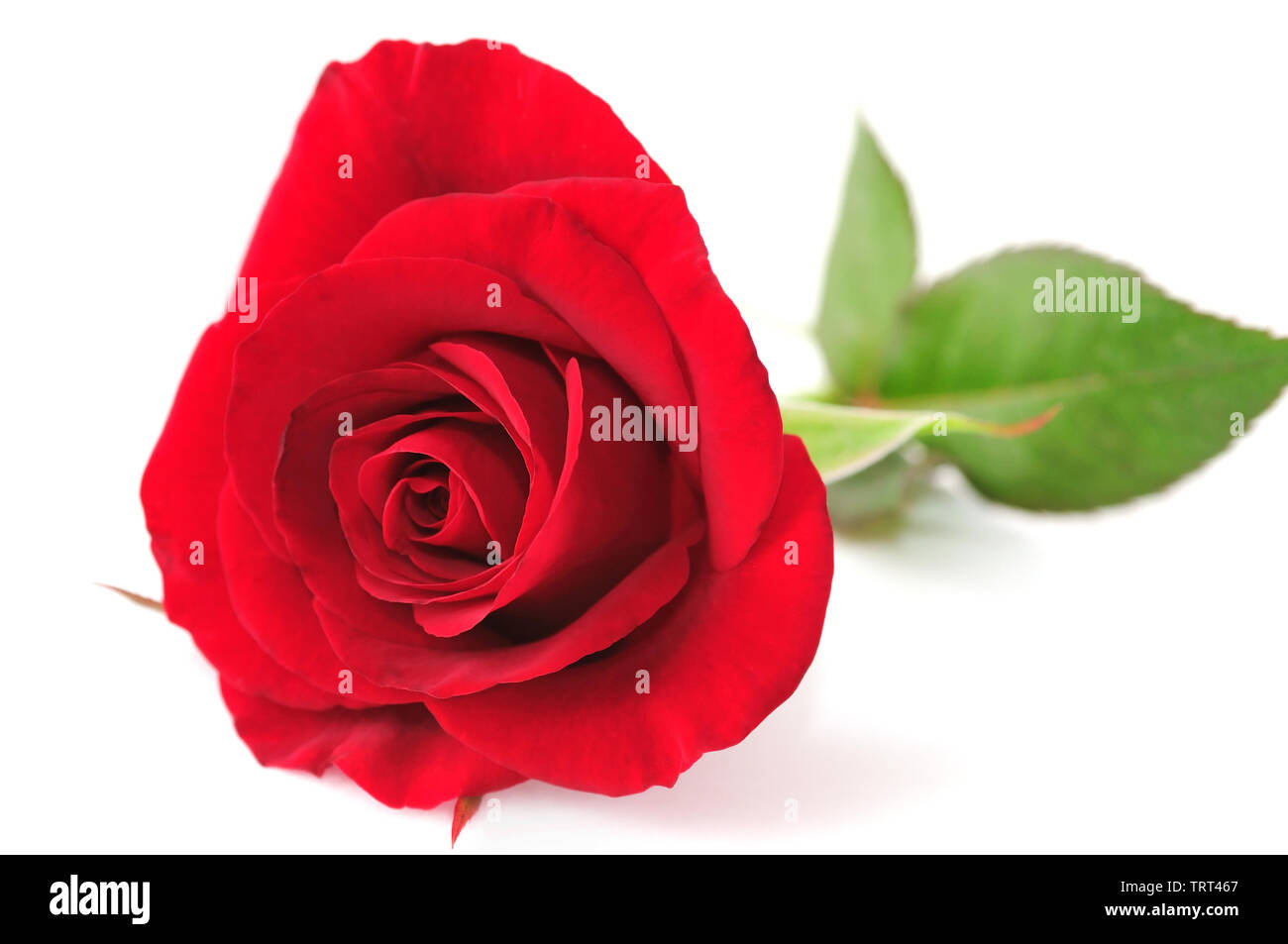 Beautiful red rose with leaves isolated on white background Stock Photo ...