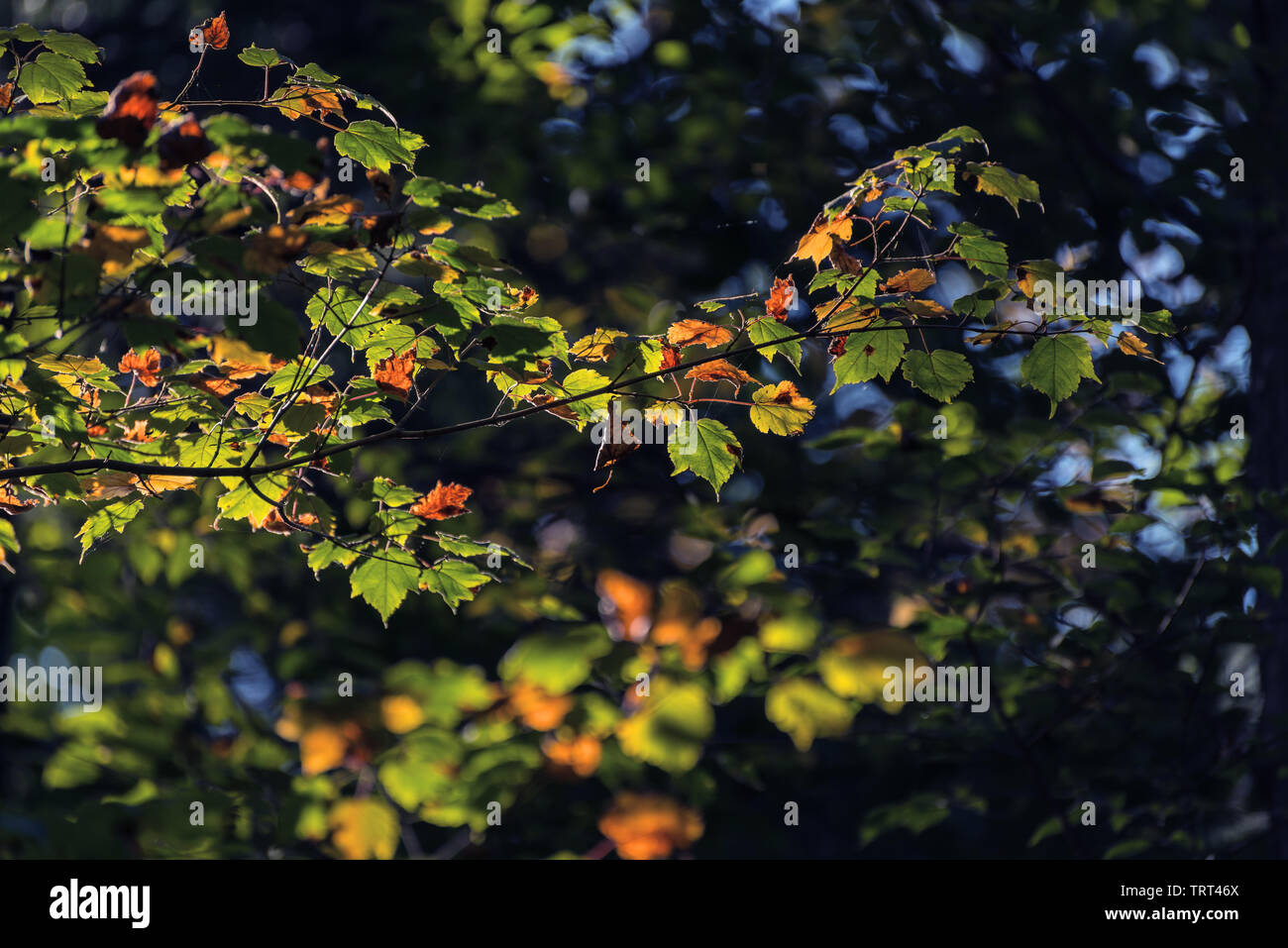Tree branches in autumn forest. Natural background Stock Photo - Alamy