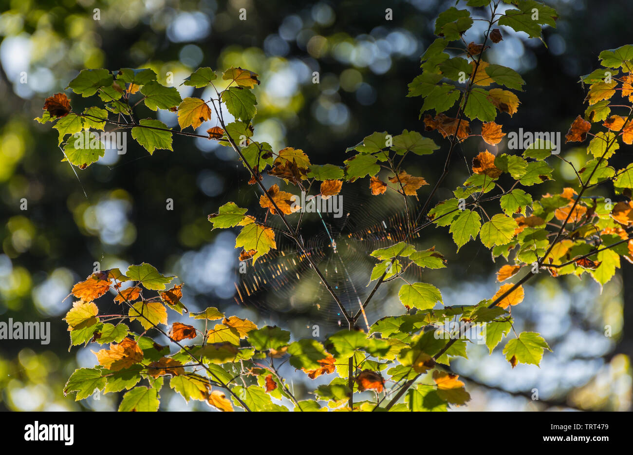 Tree branches in autumn forest. Natural background Stock Photo - Alamy