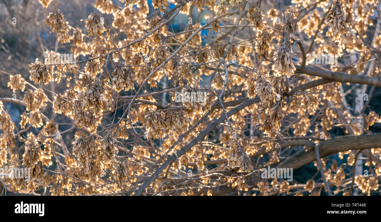 Dried maple seeds on a branch of maple at sunset Stock Photo - Alamy