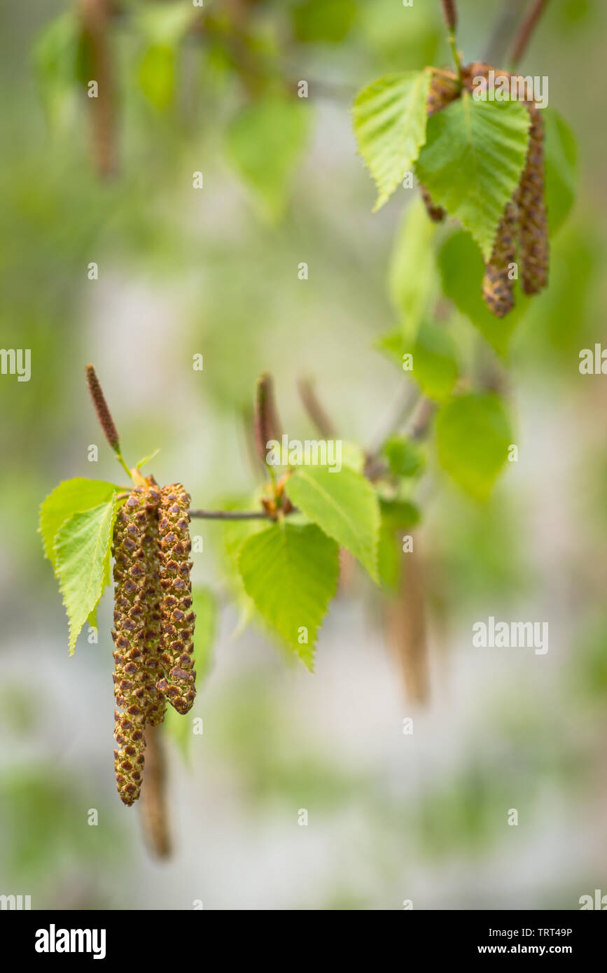 Birch seedling hi-res stock photography and images - Alamy