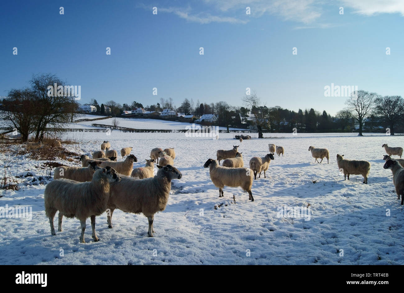 UK,Derbyshire,Peak District,Bamford,Sheep in snow covered fields near ...