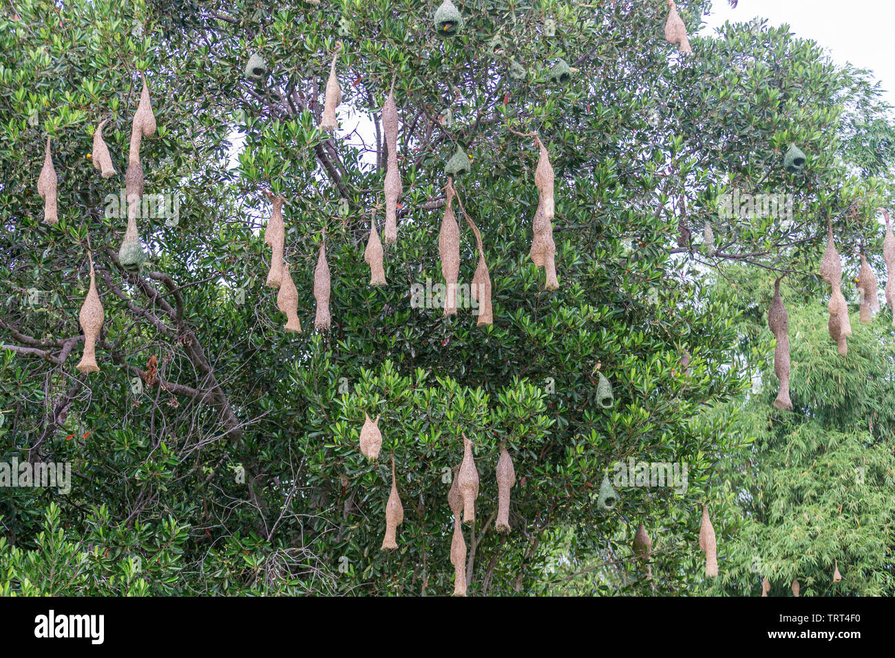 Amazing view of several WEAVER BIRD NEST, on tree in South east asia ...