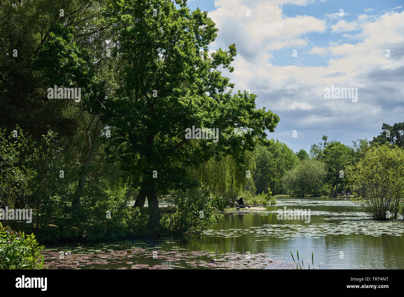 Tranquil lake scene with trees hi-res stock photography and images - Alamy