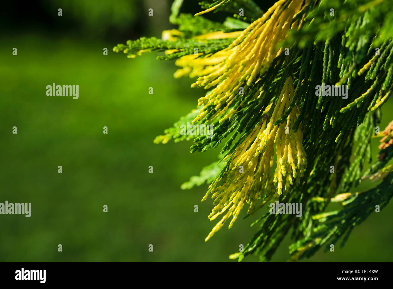 Cypress tree branch branch hi-res stock photography and images - Alamy