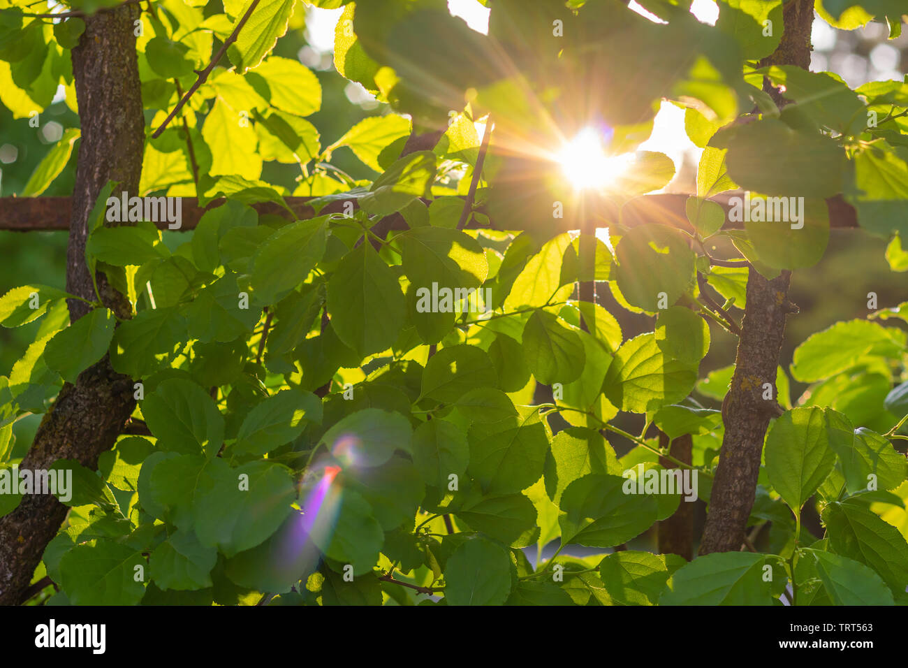 sun through branches leaves sunlight Stock Photo - Alamy