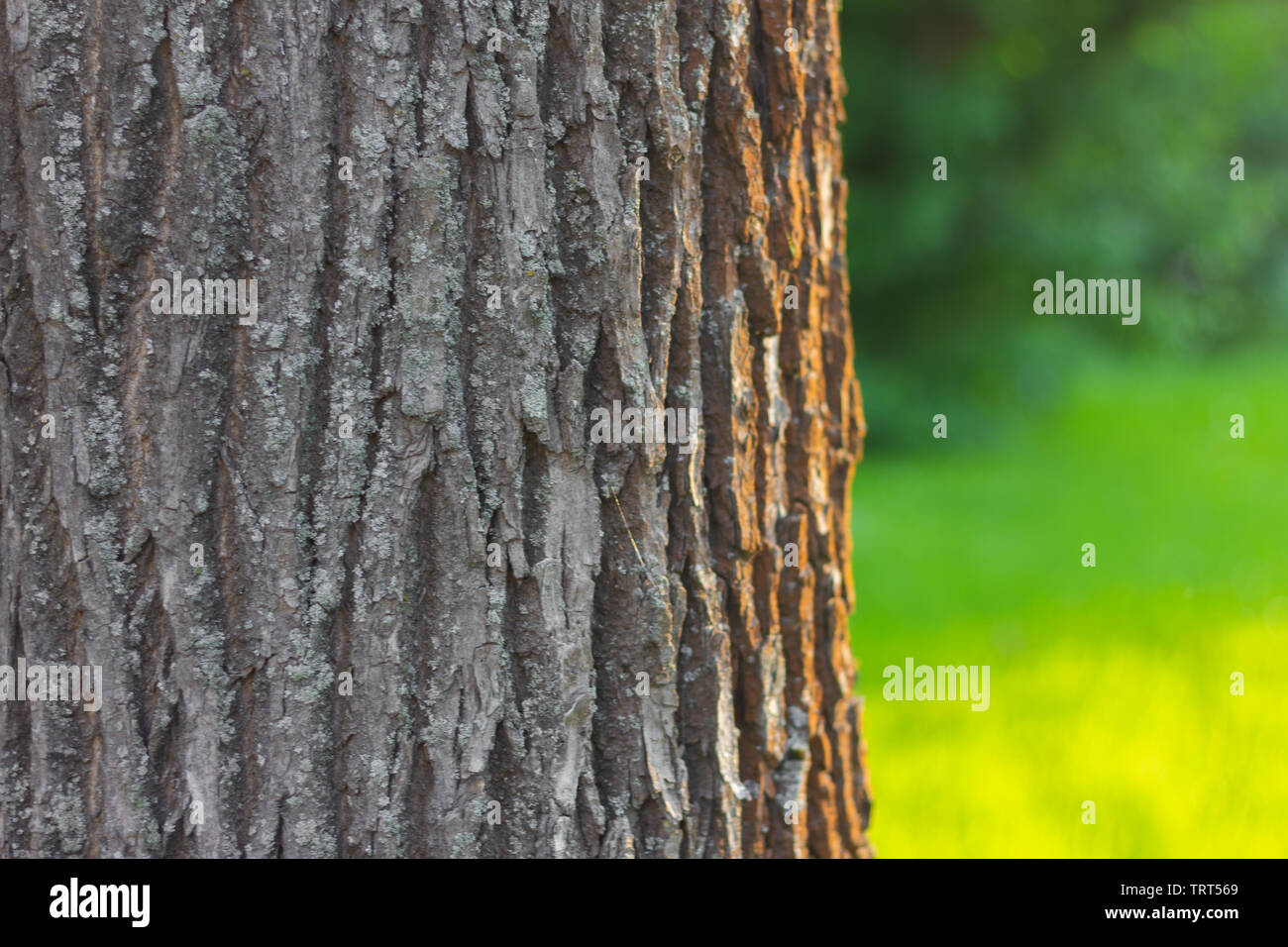 tree bark sunset rays on grass Stock Photo - Alamy