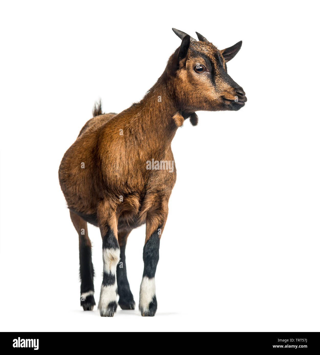 Front view white goat brown Cut Out Stock Images & Pictures - Alamy