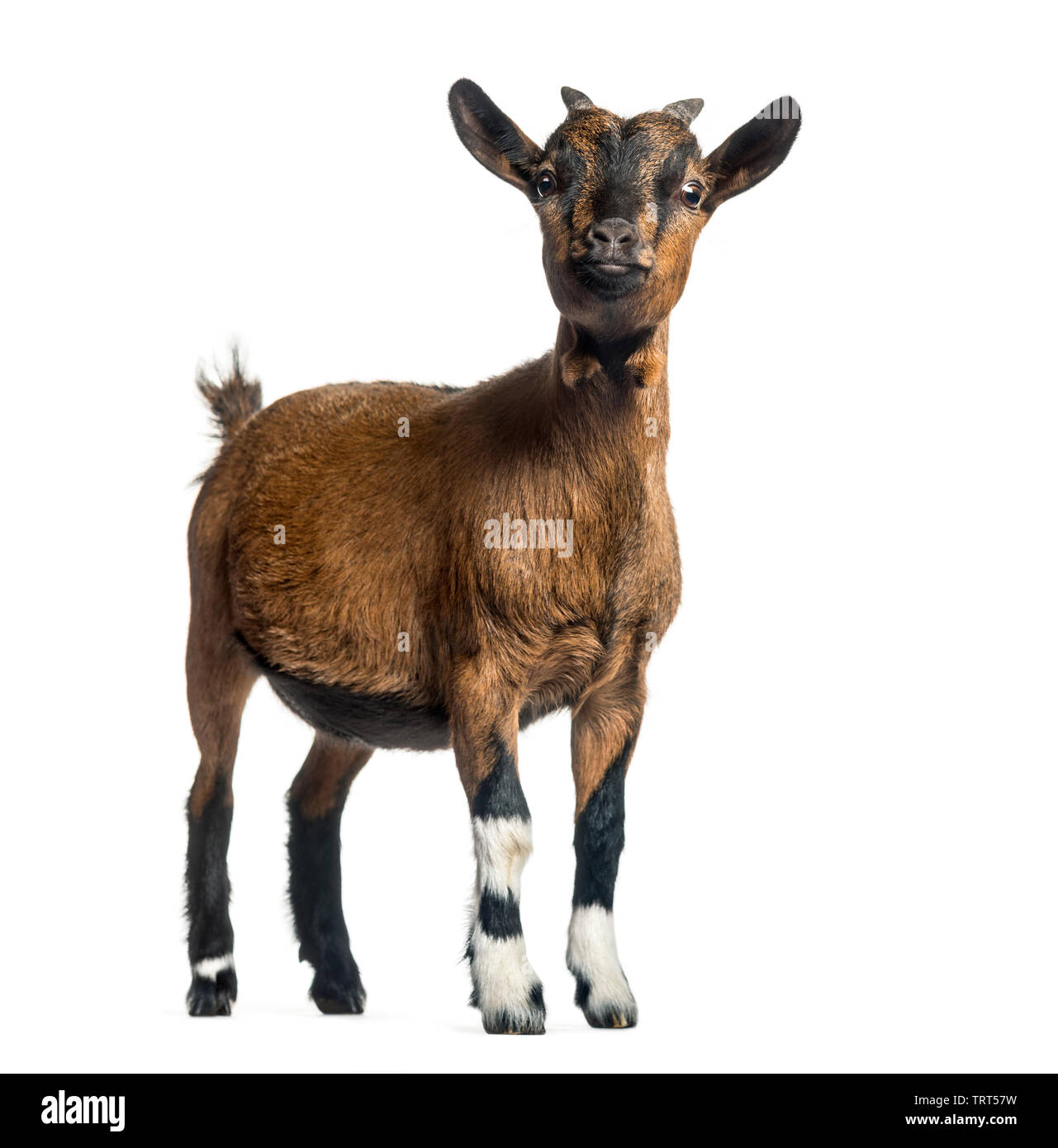 Front view white goat brown Cut Out Stock Images & Pictures - Alamy
