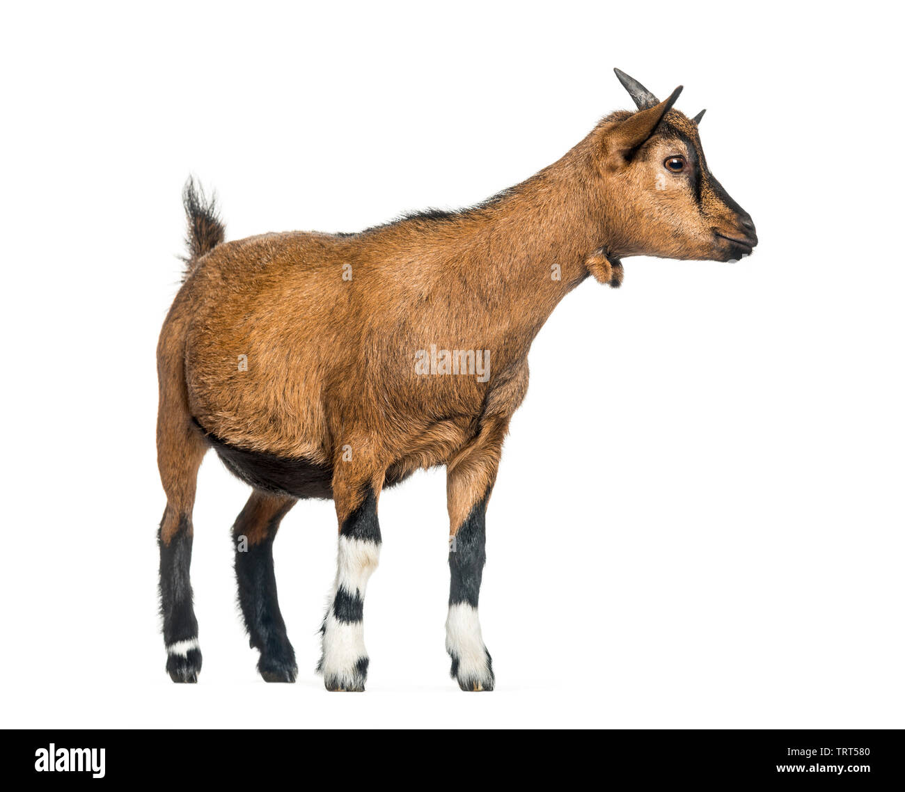 Front view white goat brown Cut Out Stock Images & Pictures - Alamy