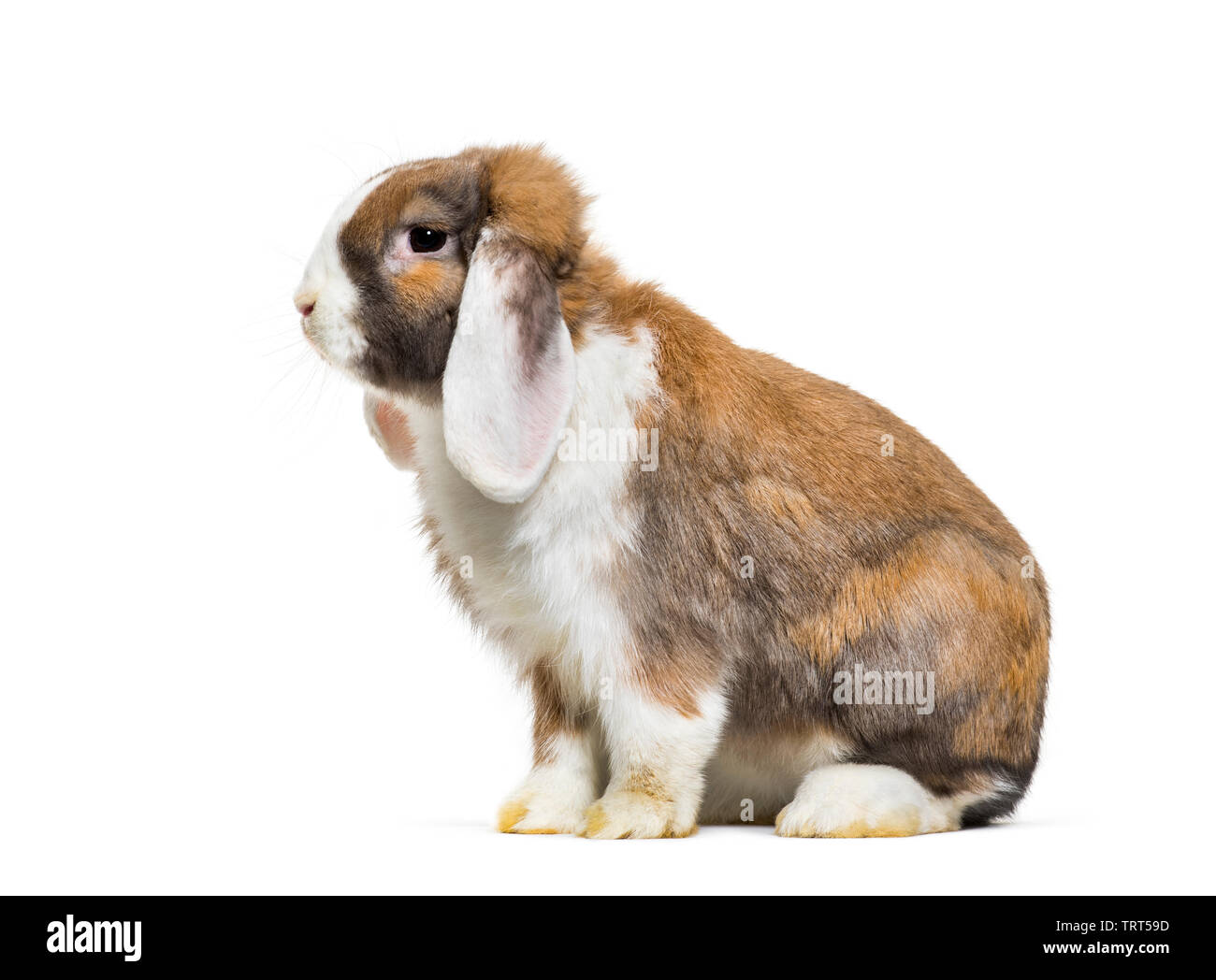 Rabbit sitting in front of white background Stock Photo - Alamy