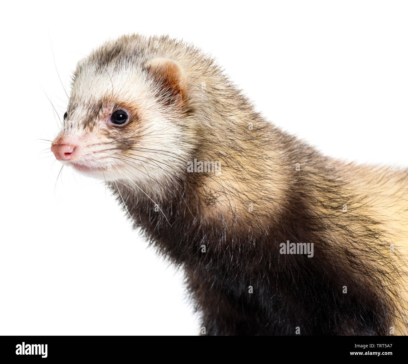 Ferret in front of white background Stock Photo - Alamy
