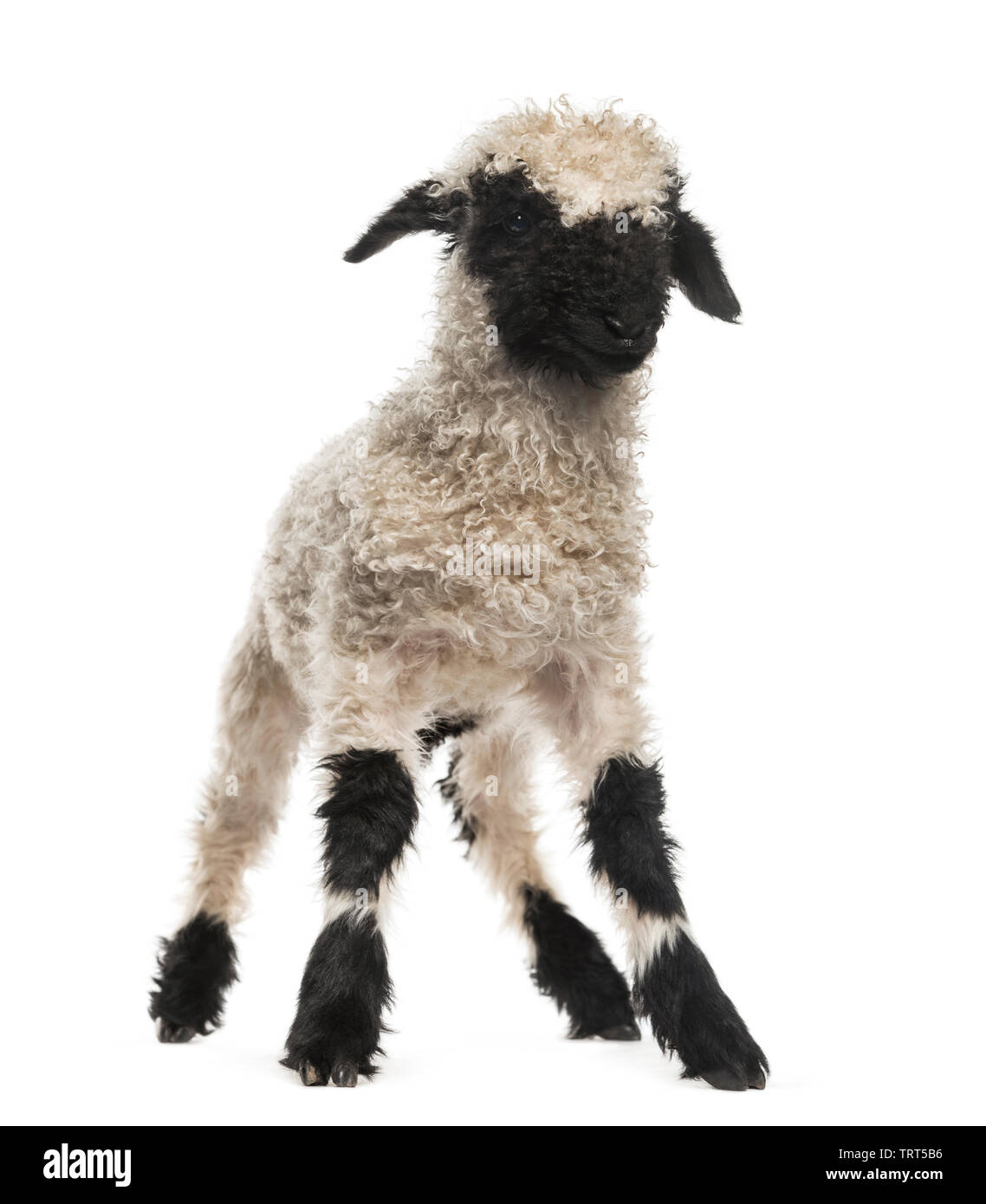 Lamb standing in front of white background Stock Photo - Alamy