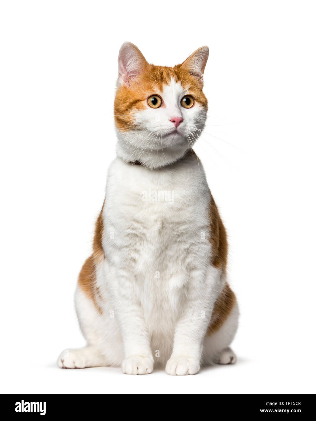Mixed-breed cat sitting against white background Stock Photo - Alamy