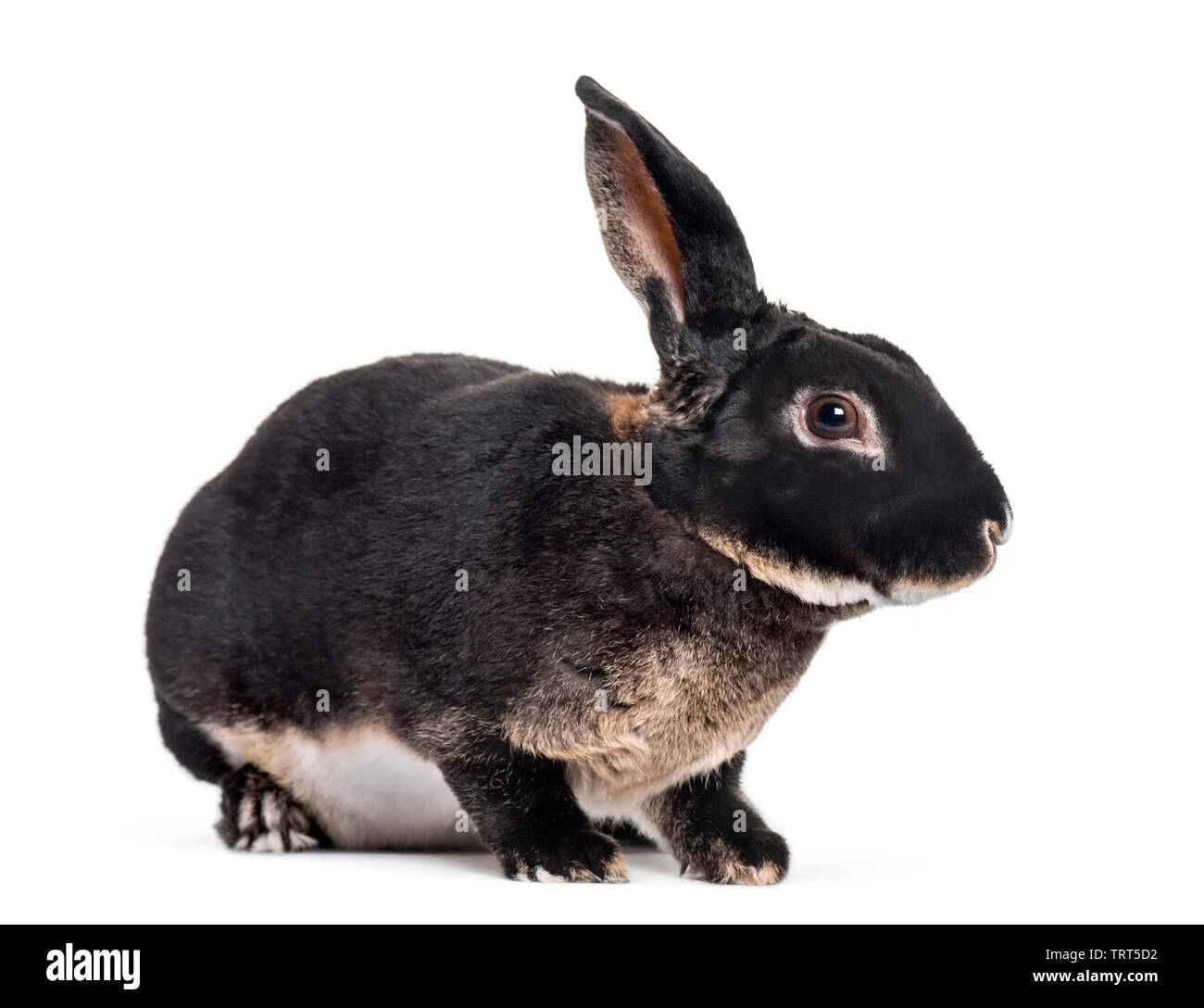 rex rabbit sitting against white background Stock Photo - Alamy