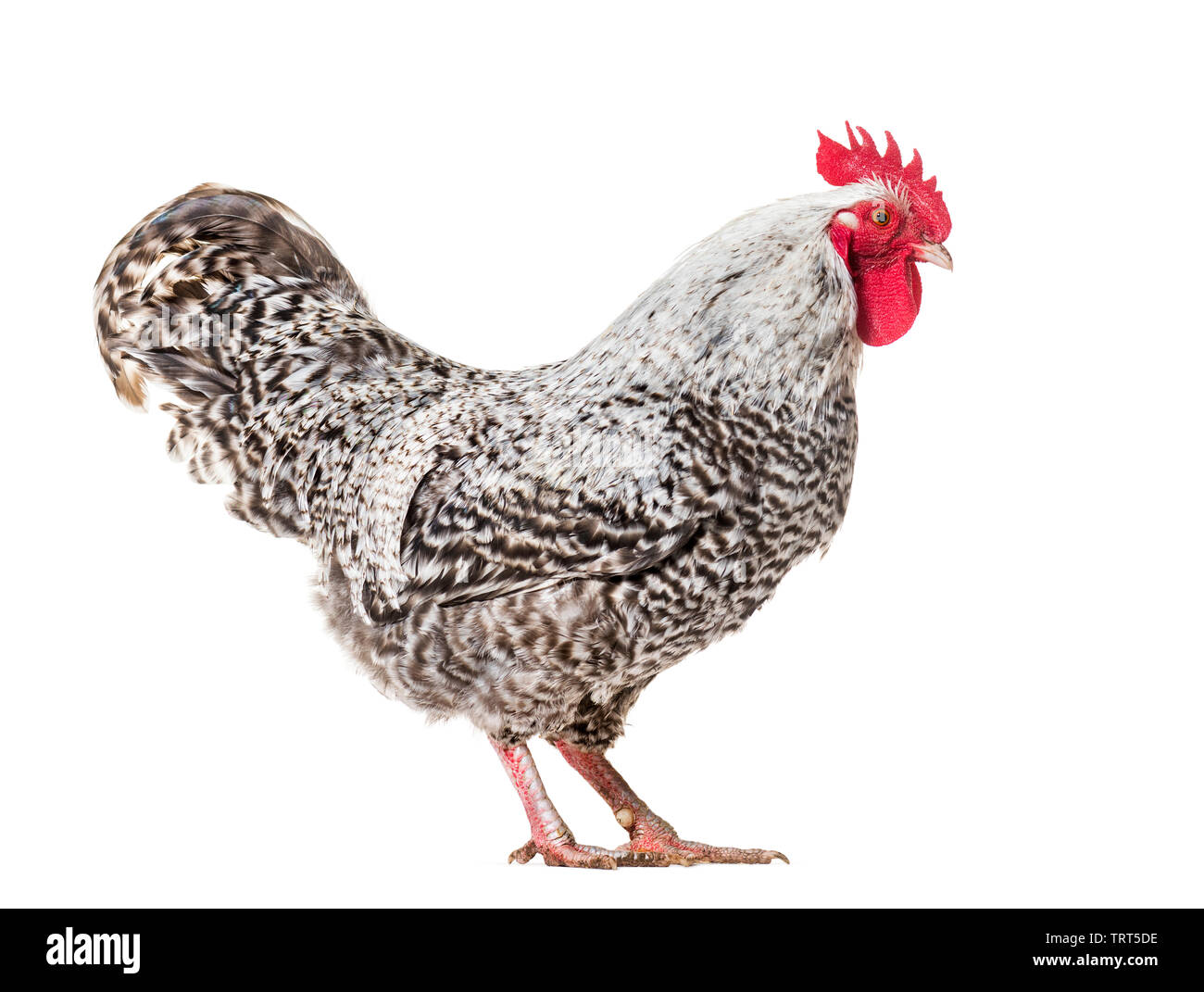 Chicken standing against white background Stock Photo - Alamy