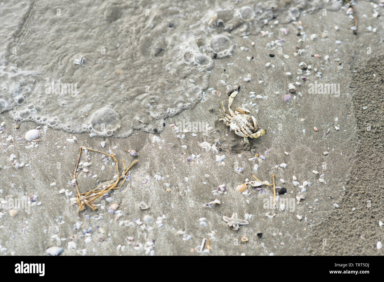 Crab carcass hi-res stock photography and images - Alamy