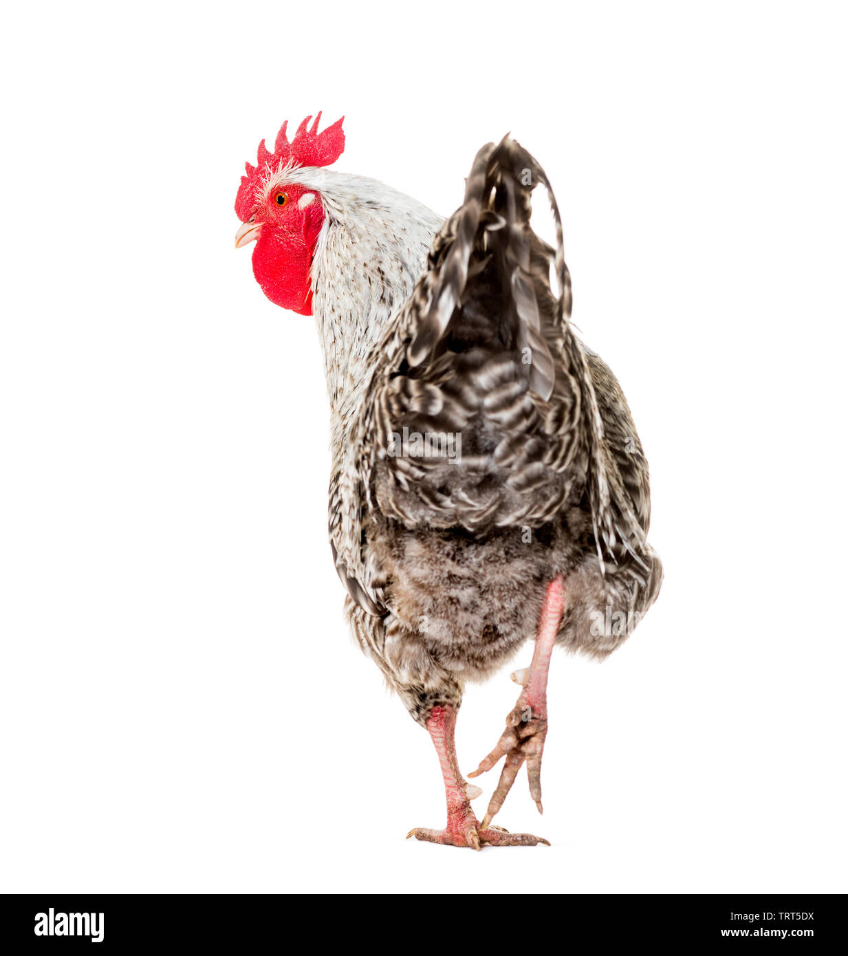 Chicken standing against white background Stock Photo - Alamy