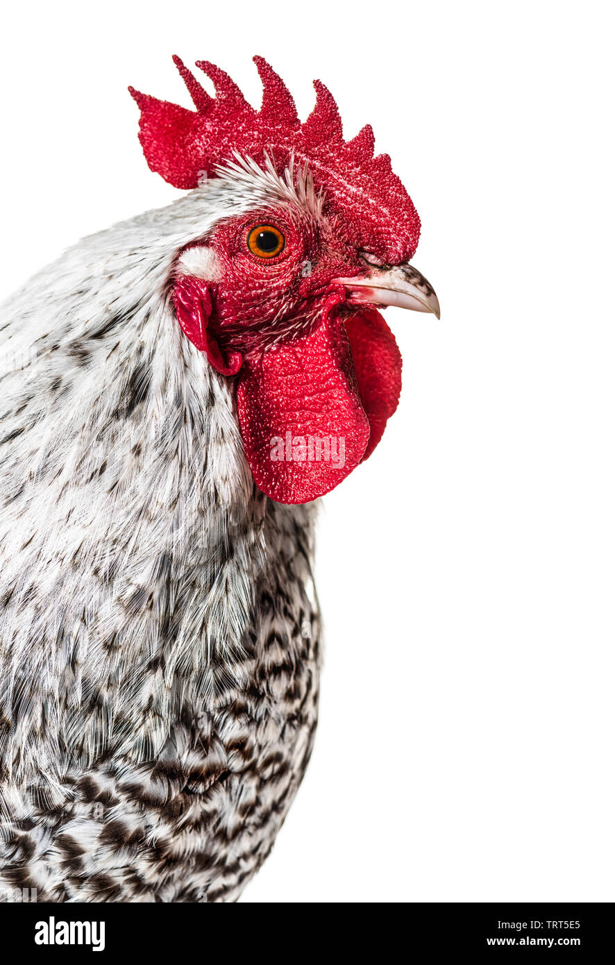 Chicken looking at camera against white background Stock Photo - Alamy