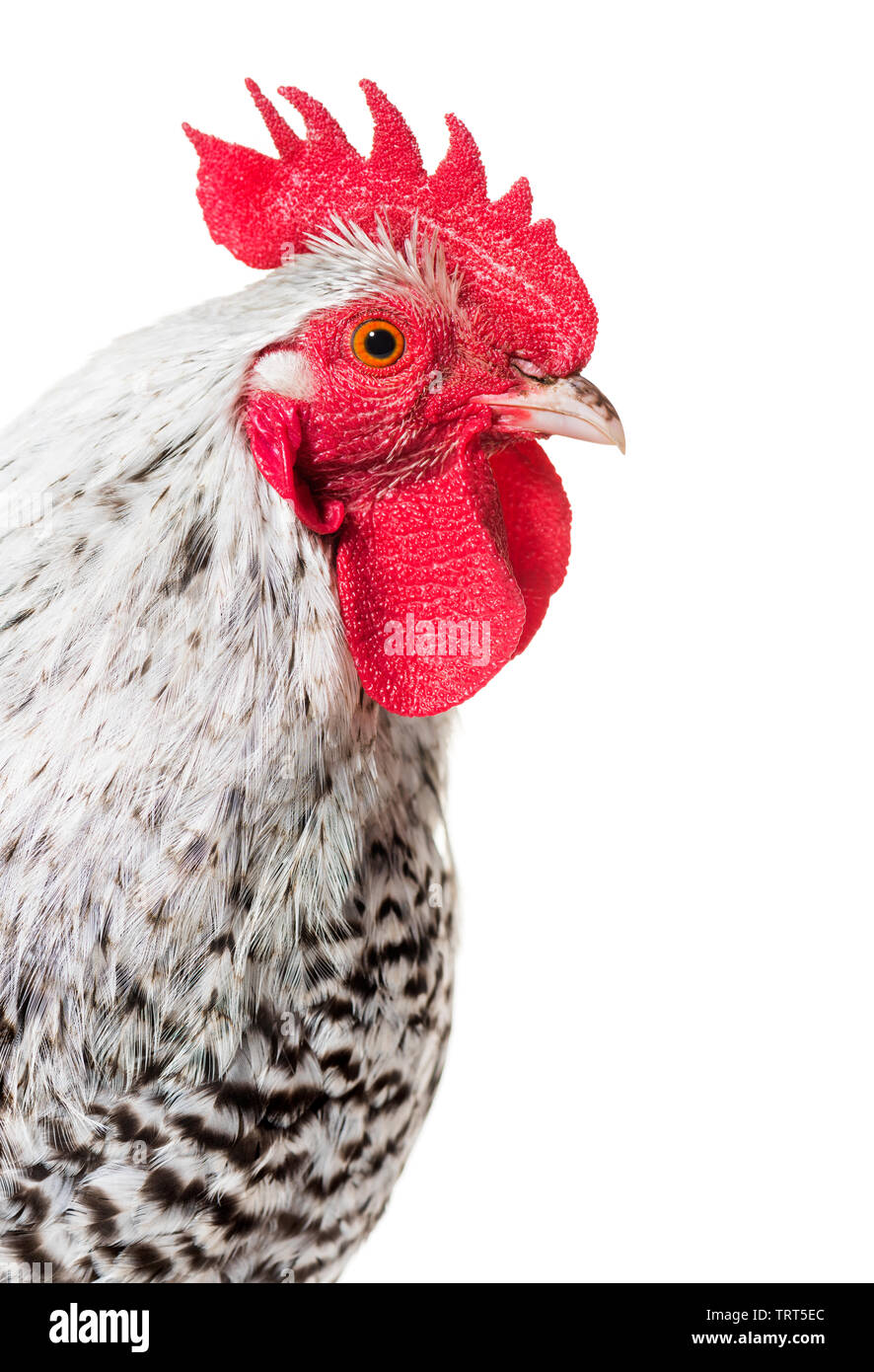 Chicken looking at camera against white background Stock Photo - Alamy