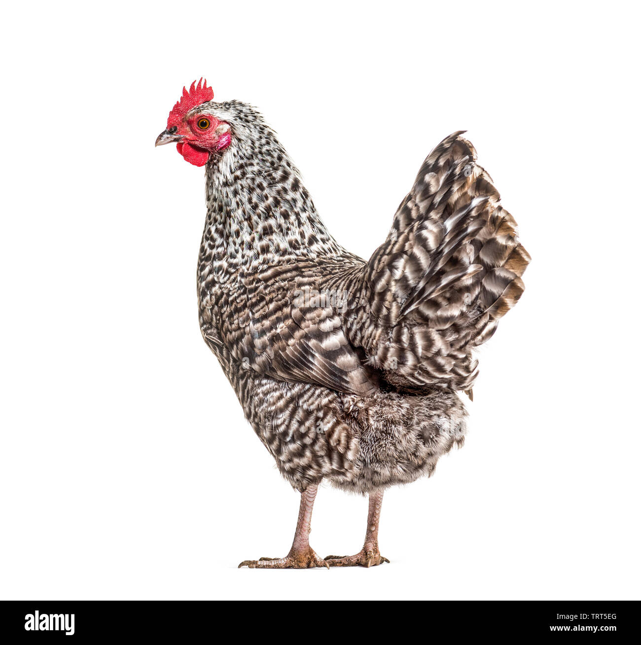 Chicken standing against white background Stock Photo - Alamy