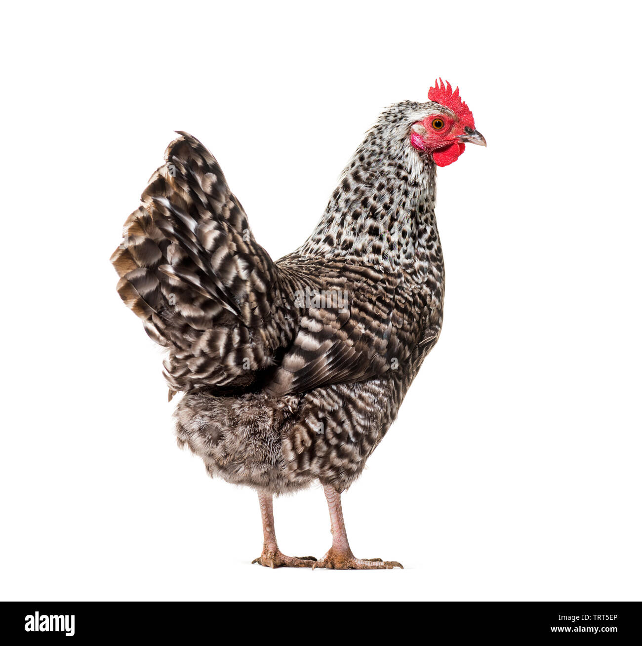 Chicken standing against white background Stock Photo - Alamy
