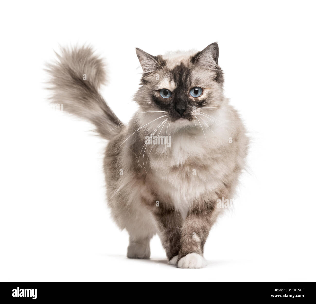 Ragdoll standing against white background Stock Photo - Alamy