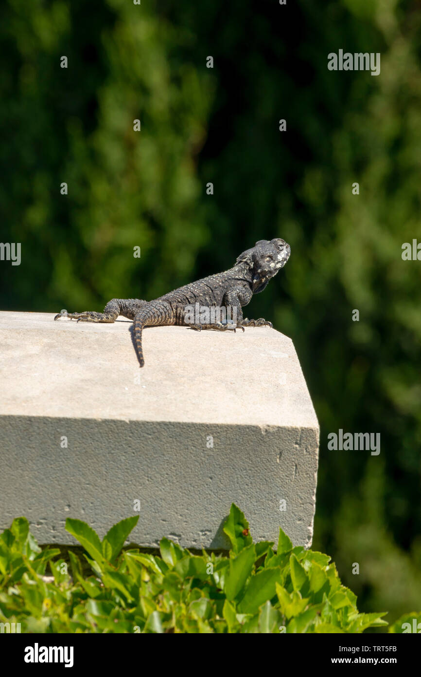 bahai garden in Akko Israel Stock Photo - Alamy